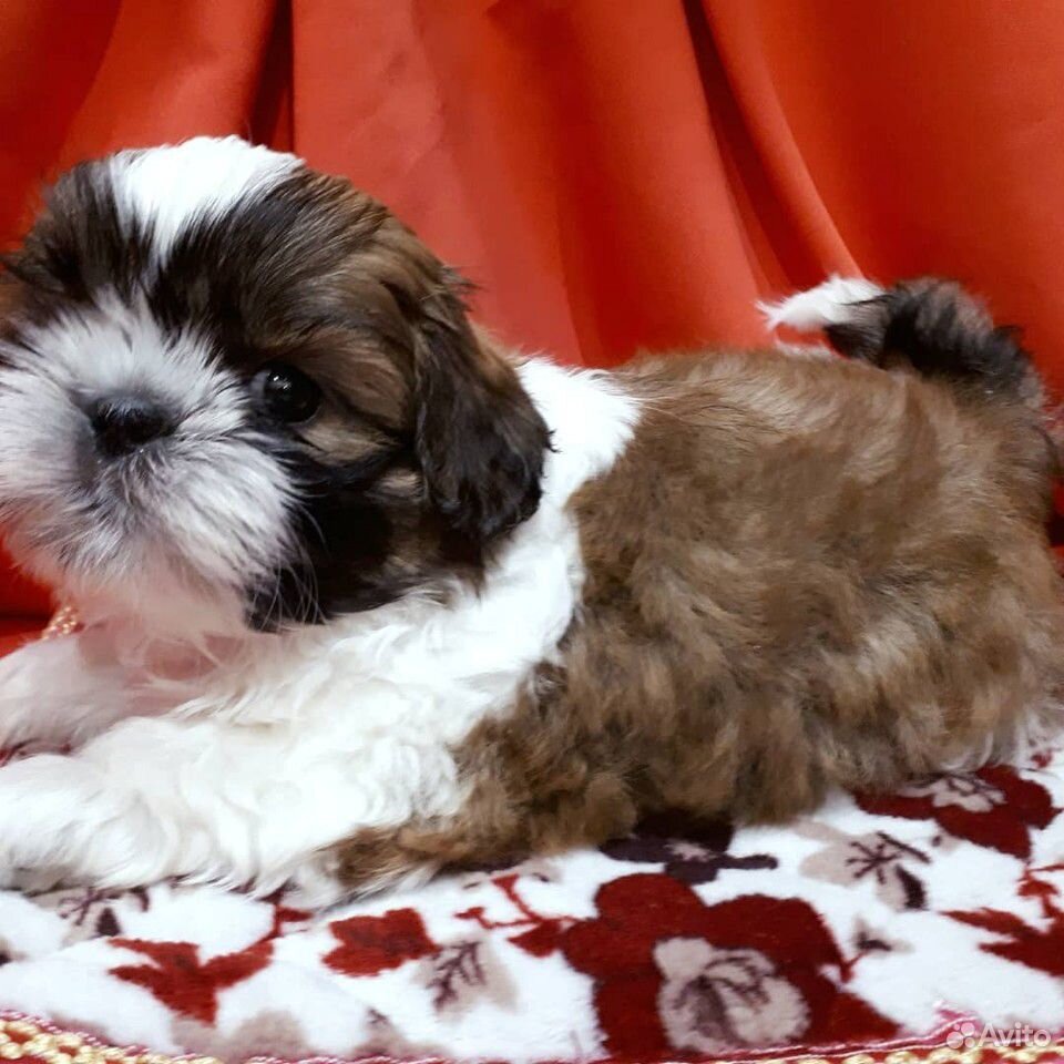 Милашки ши-тцу