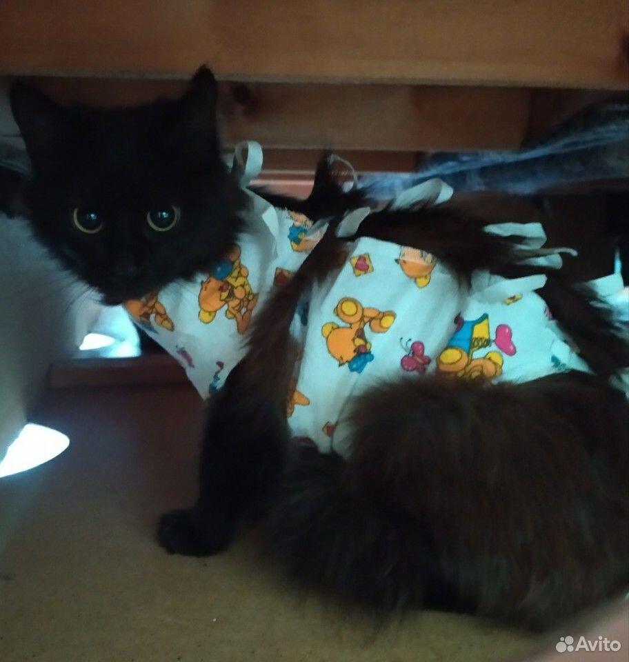 Кошка - подросток в добрые руки