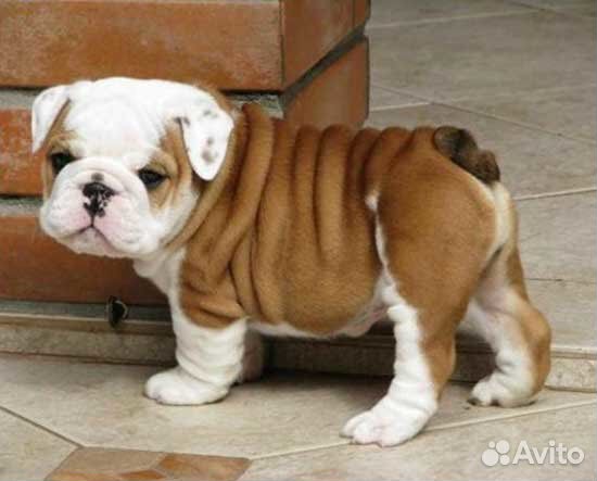 Английский бульдог