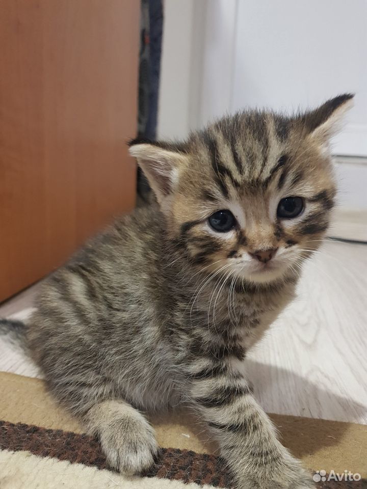 Пушистикам самую любящую семью