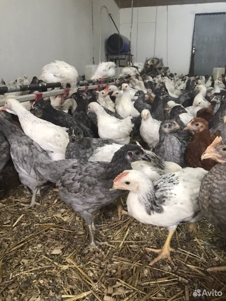 Цыплята «Доминант»