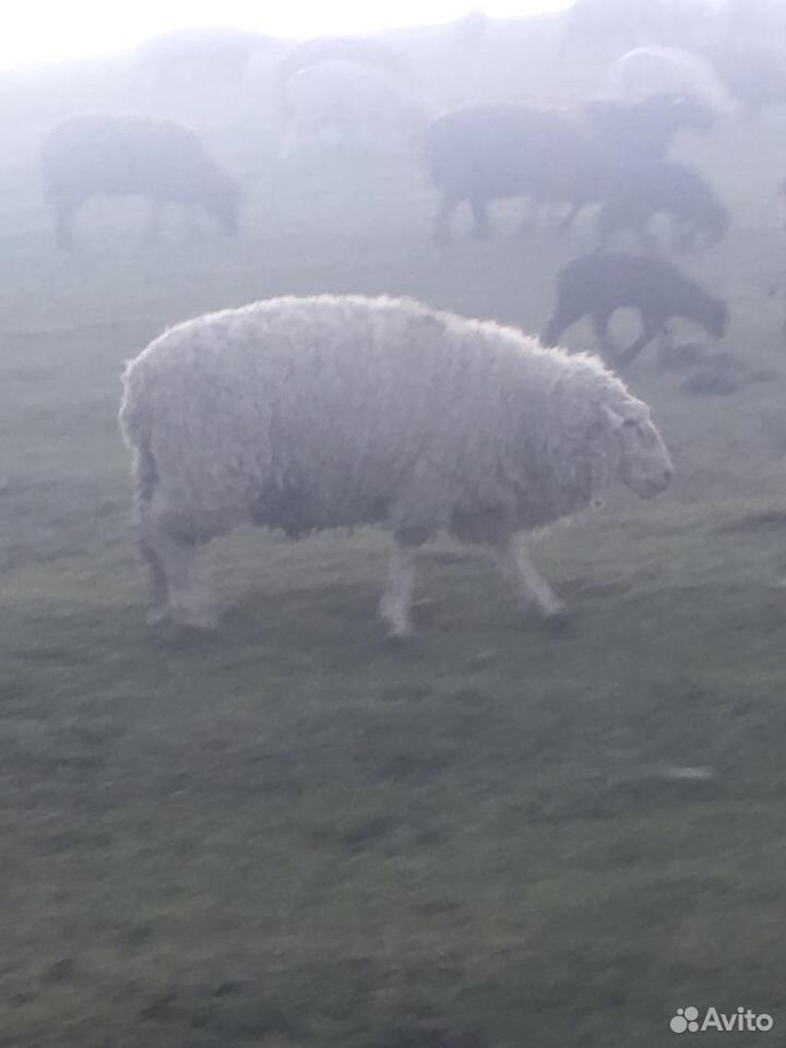 Баран тексель