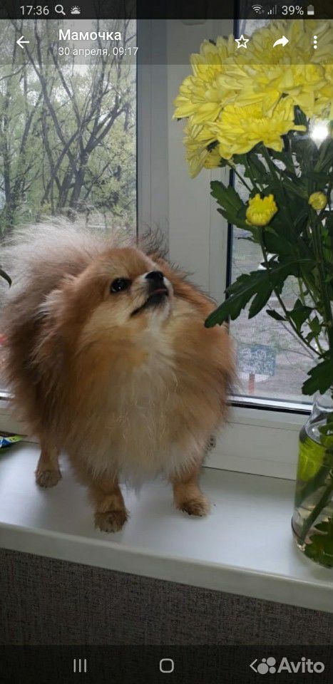 Вязка собак