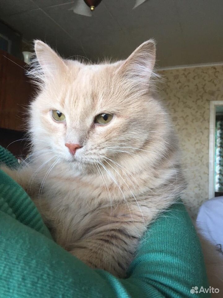Найден кот (или кошка) Палевый, пушистый