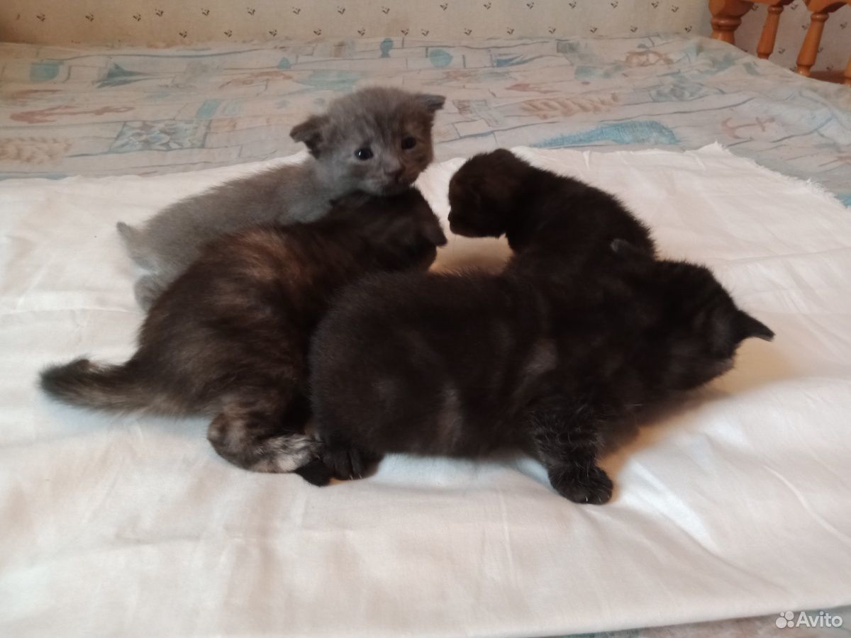 Веслоухие бриташки