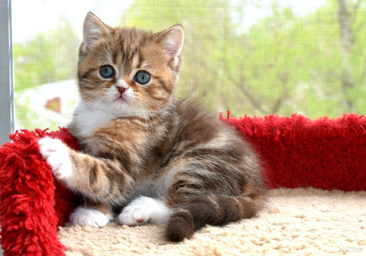 Шоколадные котята скоттиш страйт