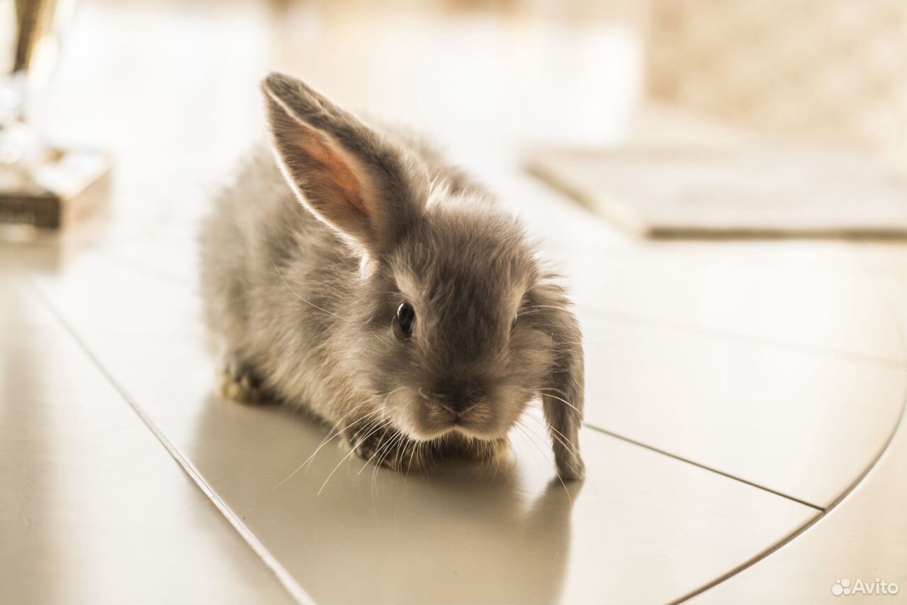 Карликовый баран