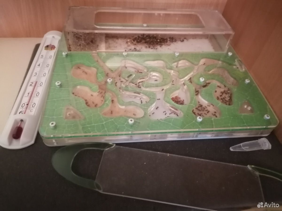 Муравьиная ферма от ant planet