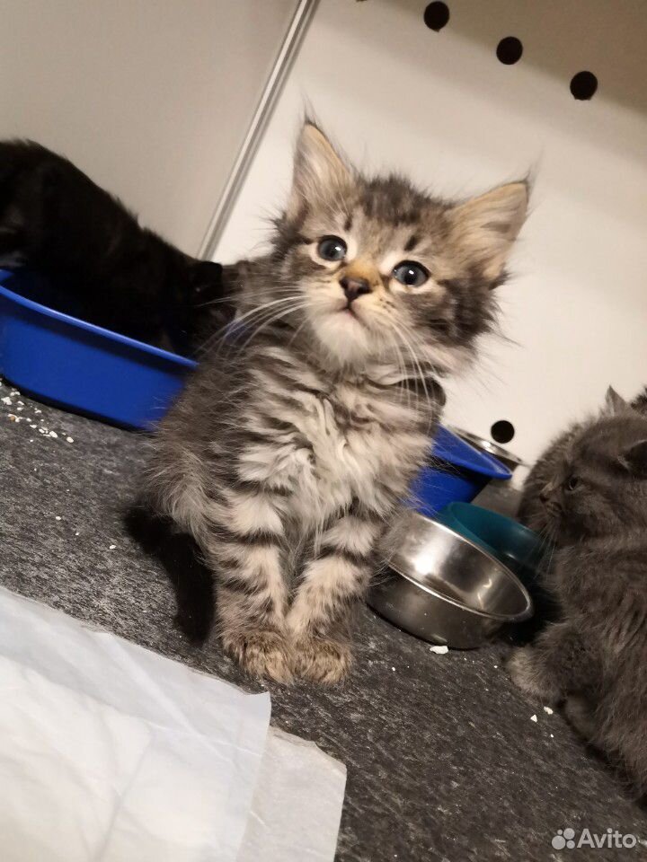 Котята в дар