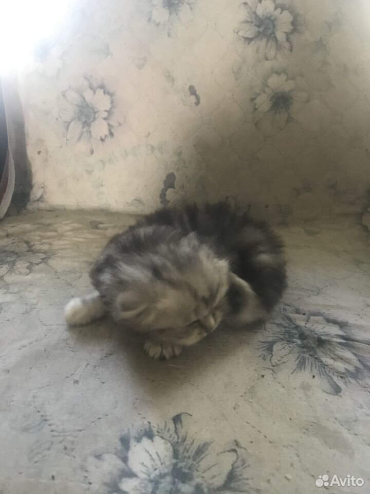 Продам котёнка шатландец