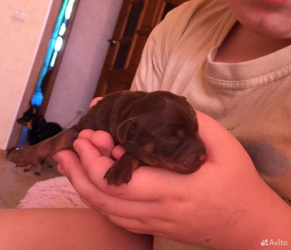 Щенки той-терьер