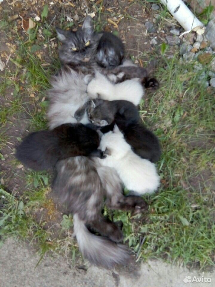 Котята от здоровой домашней кошки