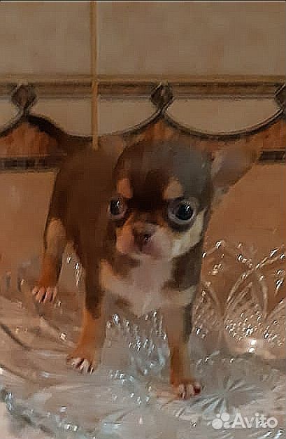 Чихуахуа девочка мини