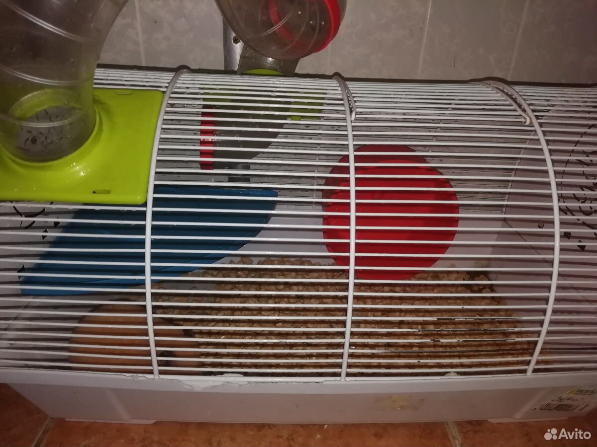 Отдадим хомяка с клеткой