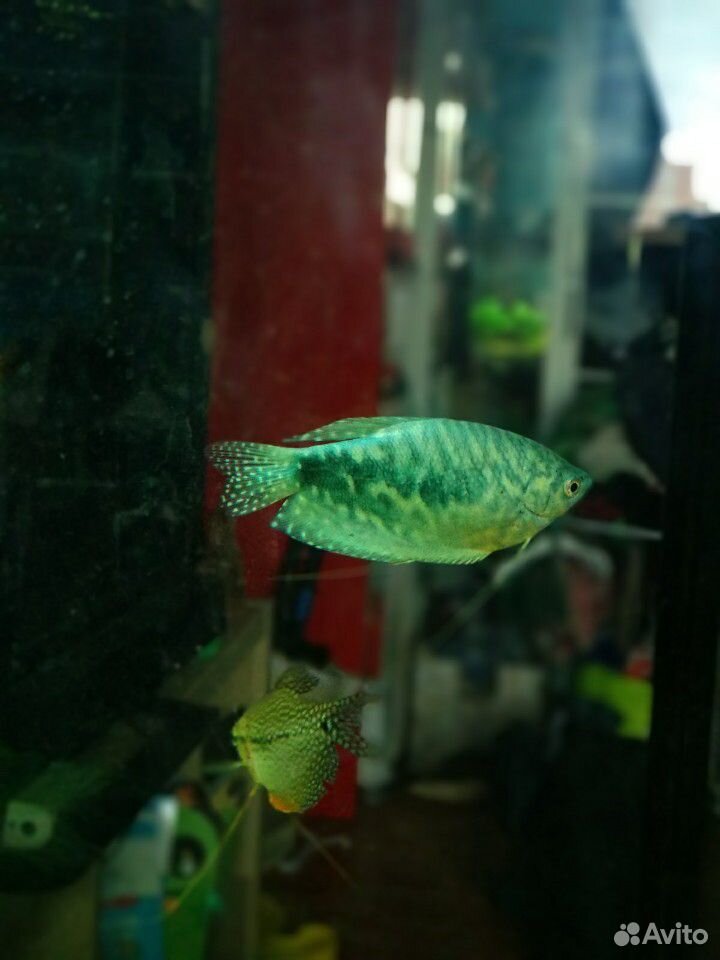 Гурами 3штуки. взрослые 8,9,6 см
