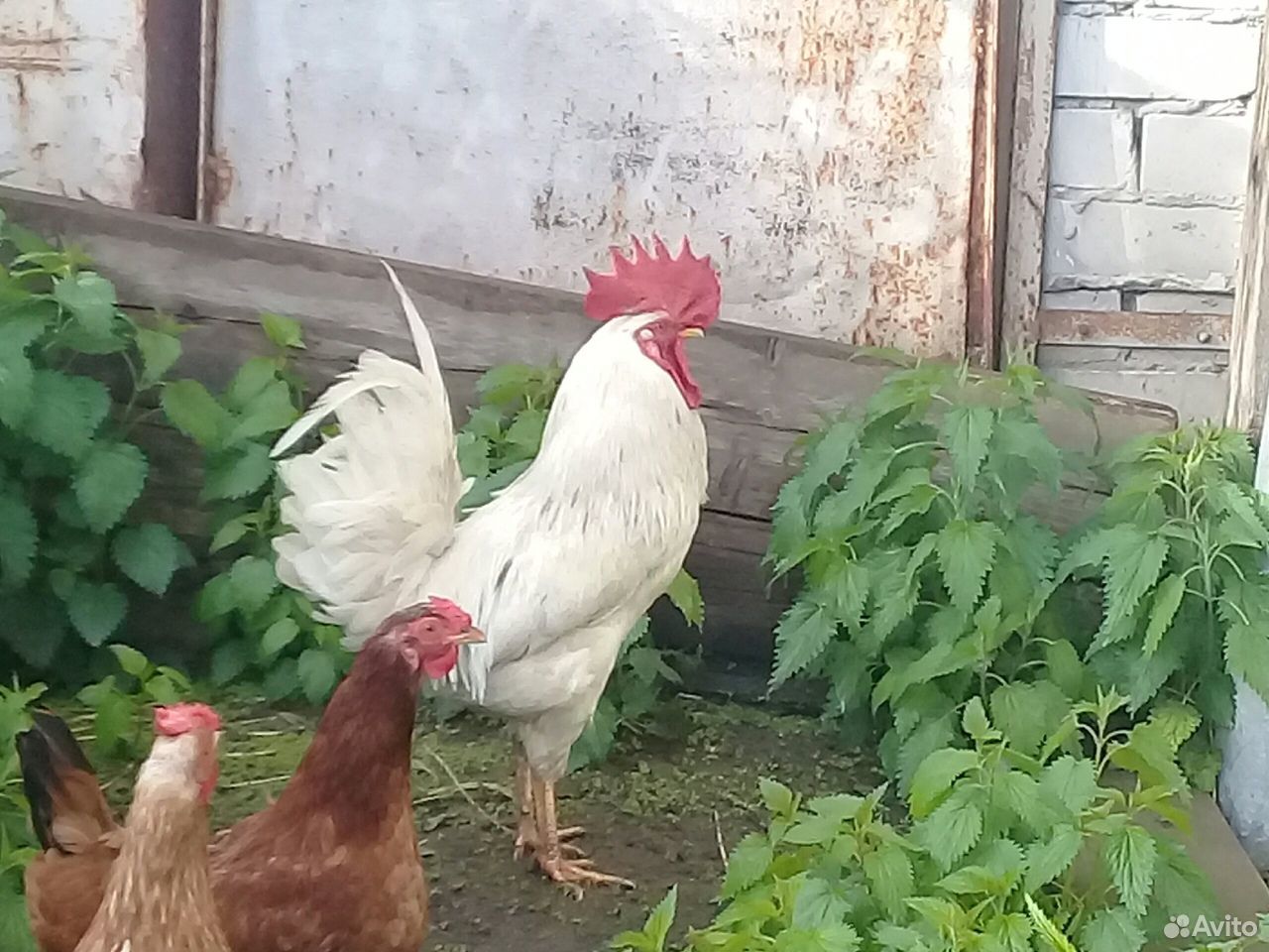 Продажа питухов