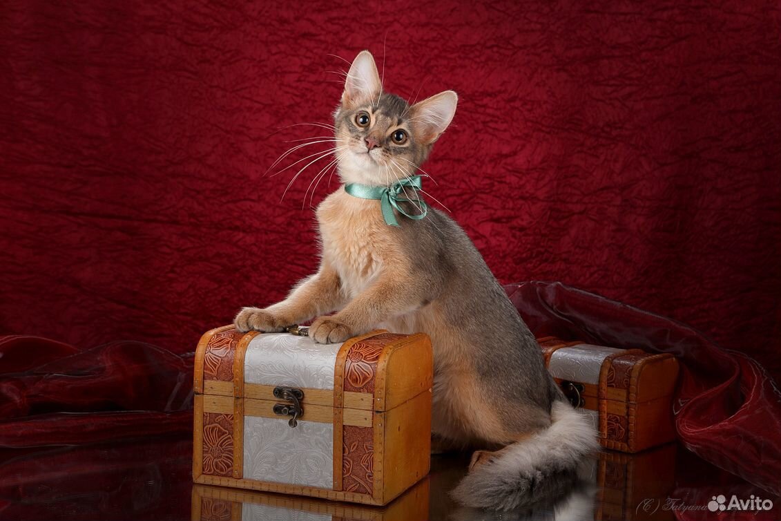 Сомалийские котята