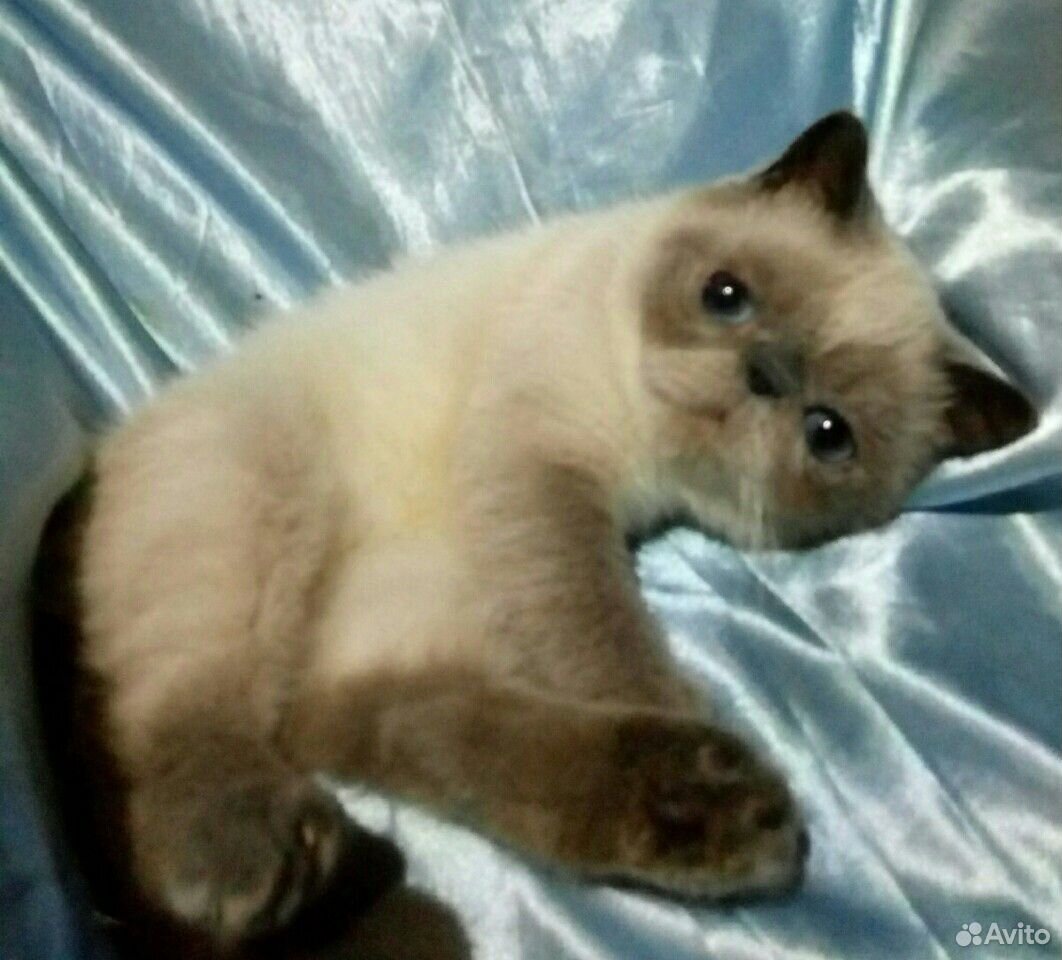 Кошка