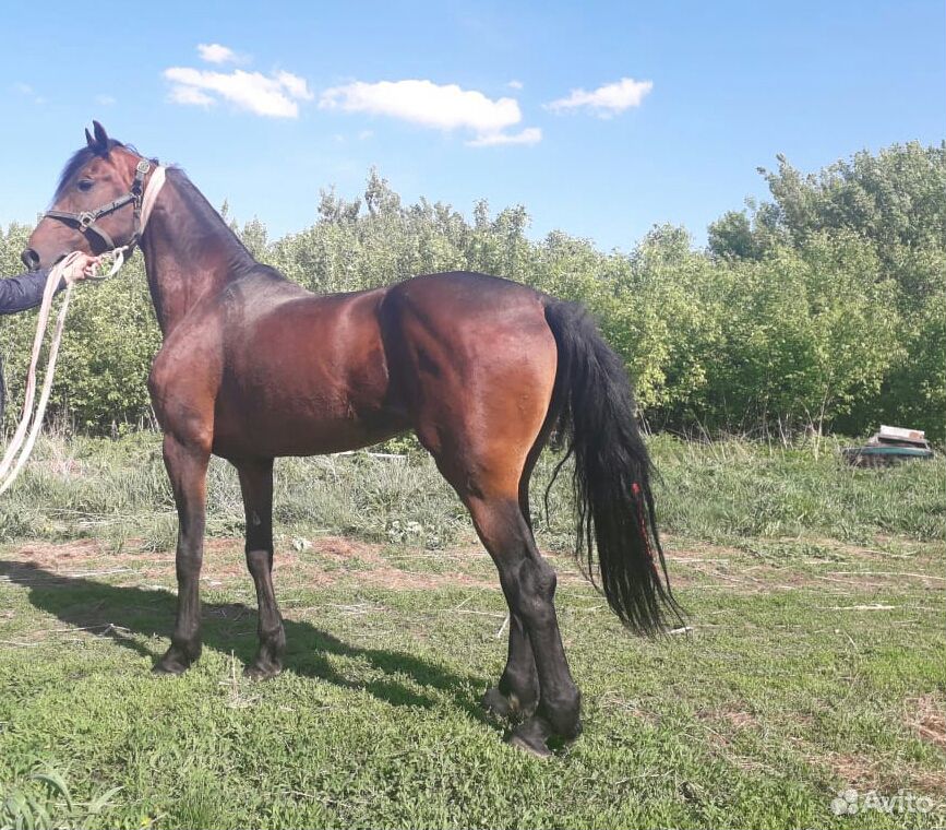 Продаёця Жеребец