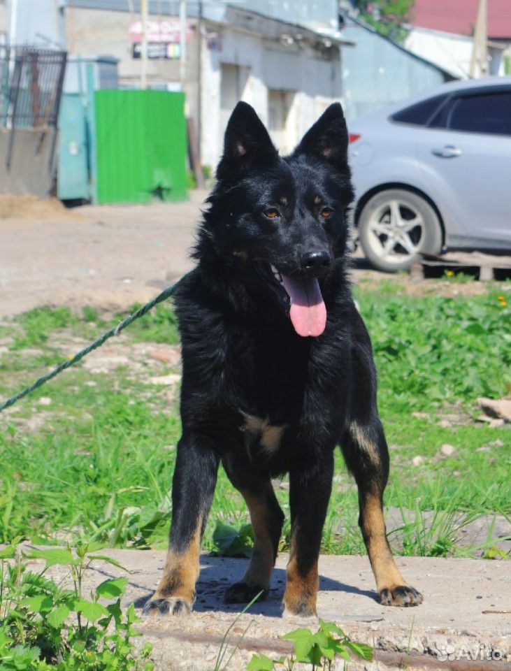 Громушка,молодой кобель в поисках лучших хозяев