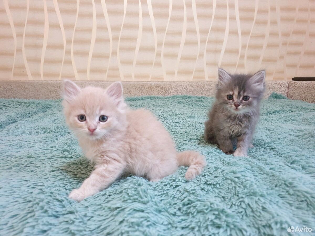 Котята