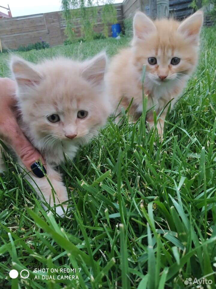Котята
