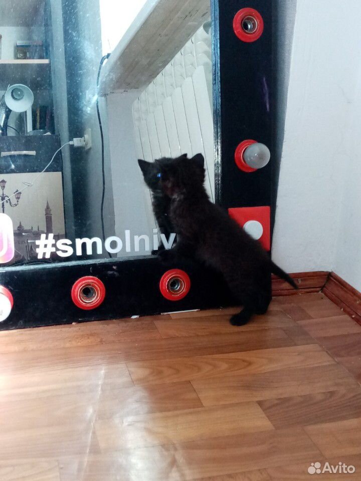 Отдам милого пухляша