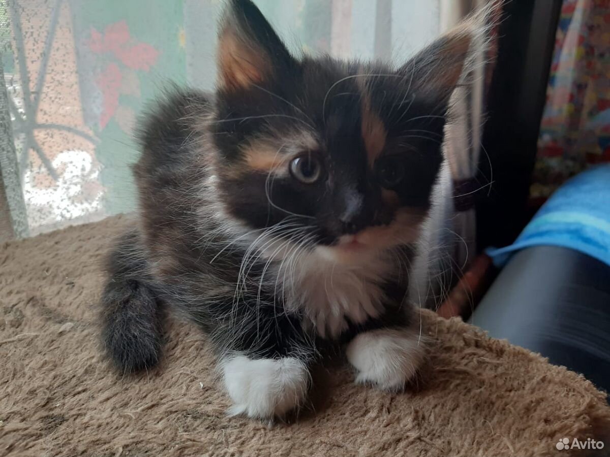 Пушистая кошечка, возраст 1мес