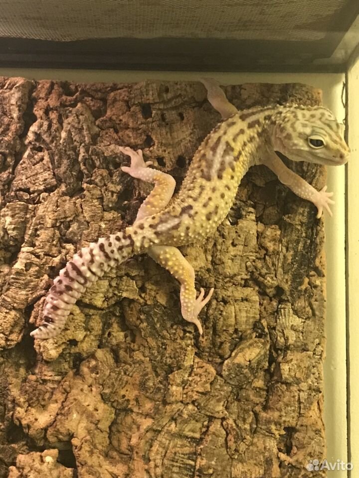 Иранский эублефар с террариумом ExoTerra