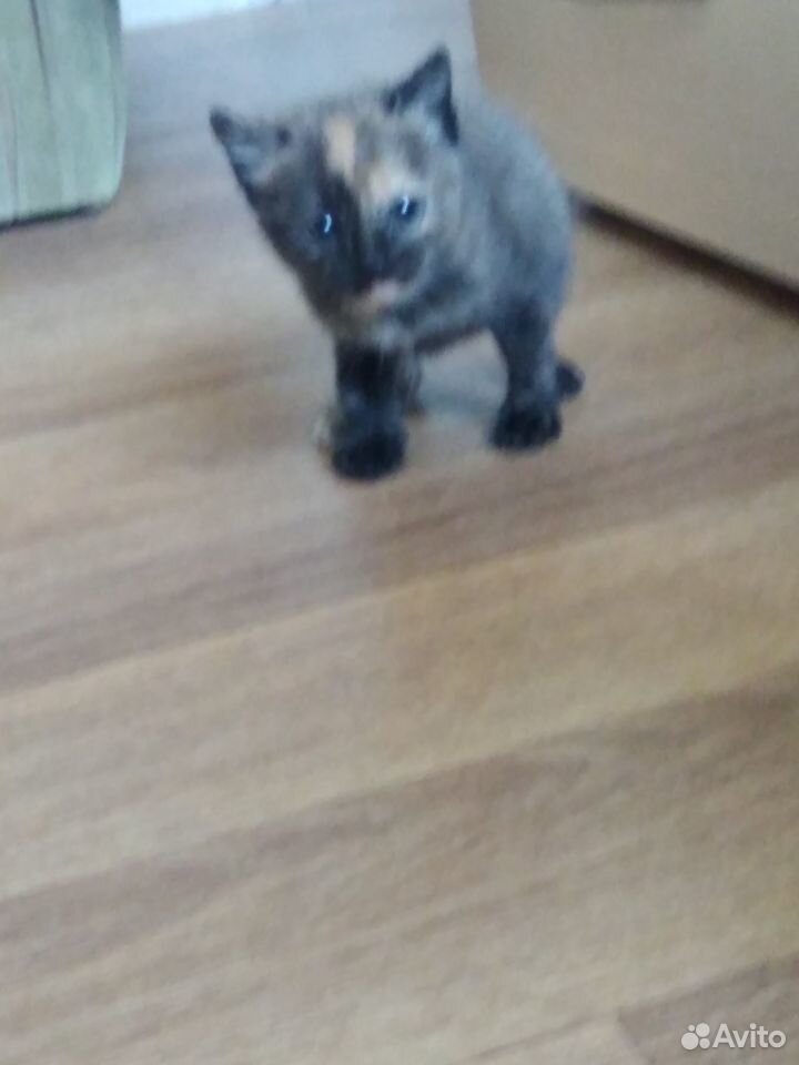 Подарю трехцветную кошечку, очень активная и шустр