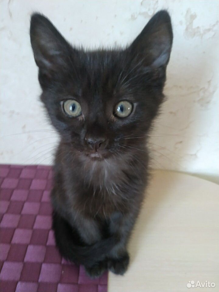 Кото-девочка ищет дом