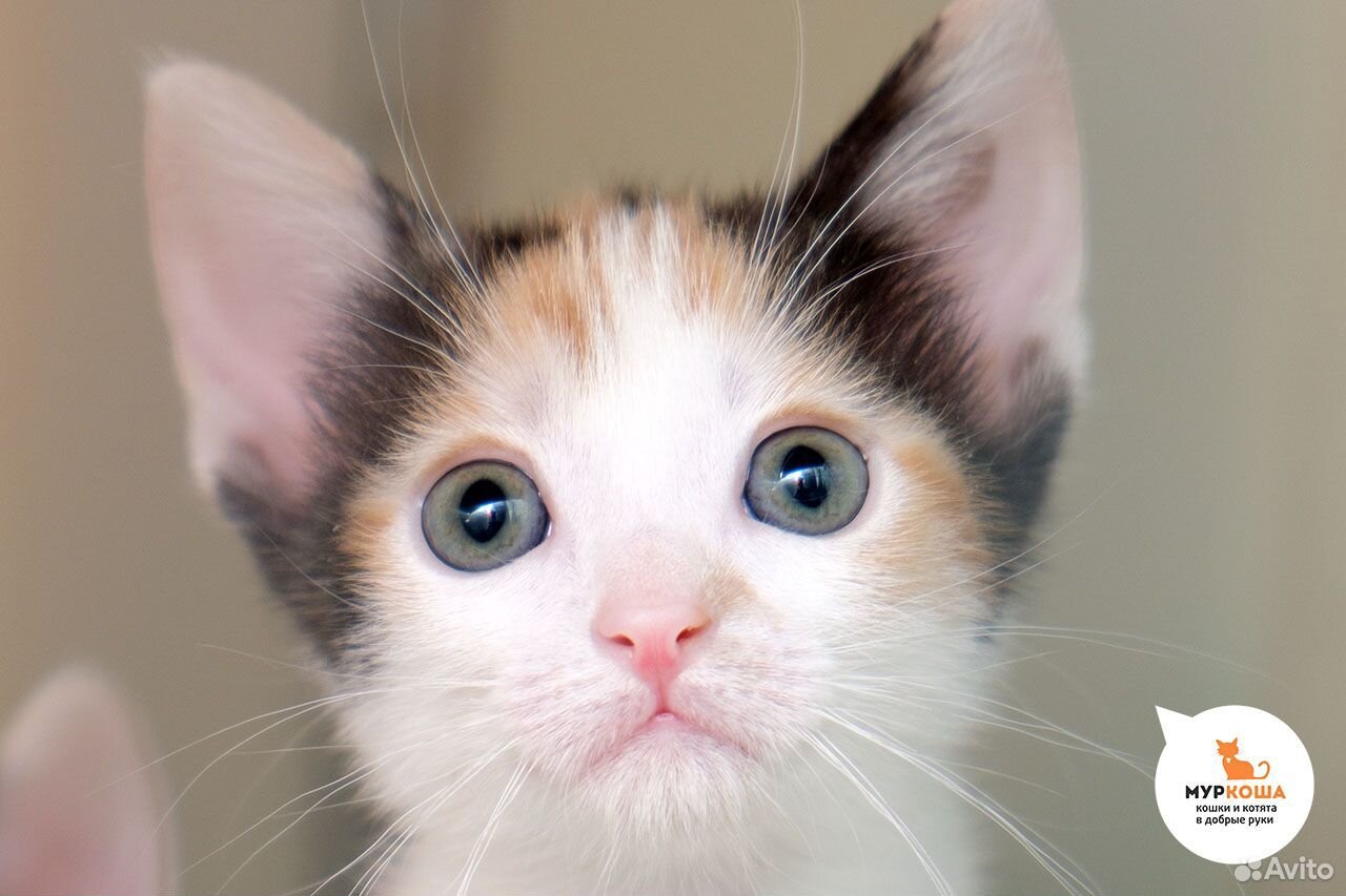 Лучик счастья Эмми