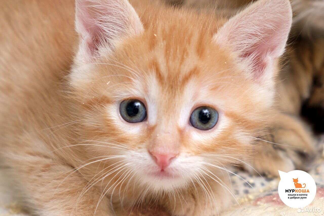 Цыпочка идеальный котёнок