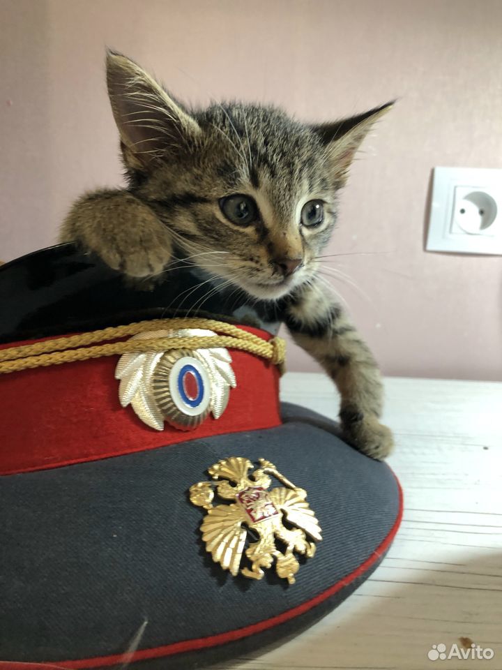 Хорошенький котёнок в добрые руки