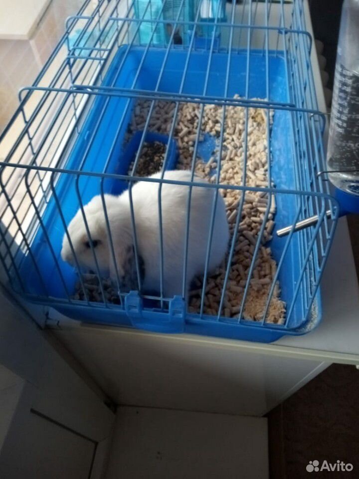 Декоративный кролик