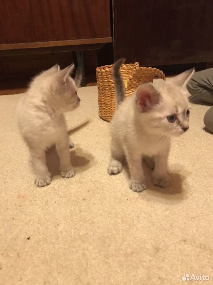 Котята сиамские