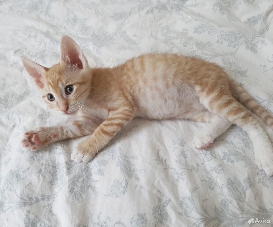 Котенок в дар мальчик 2 месяца