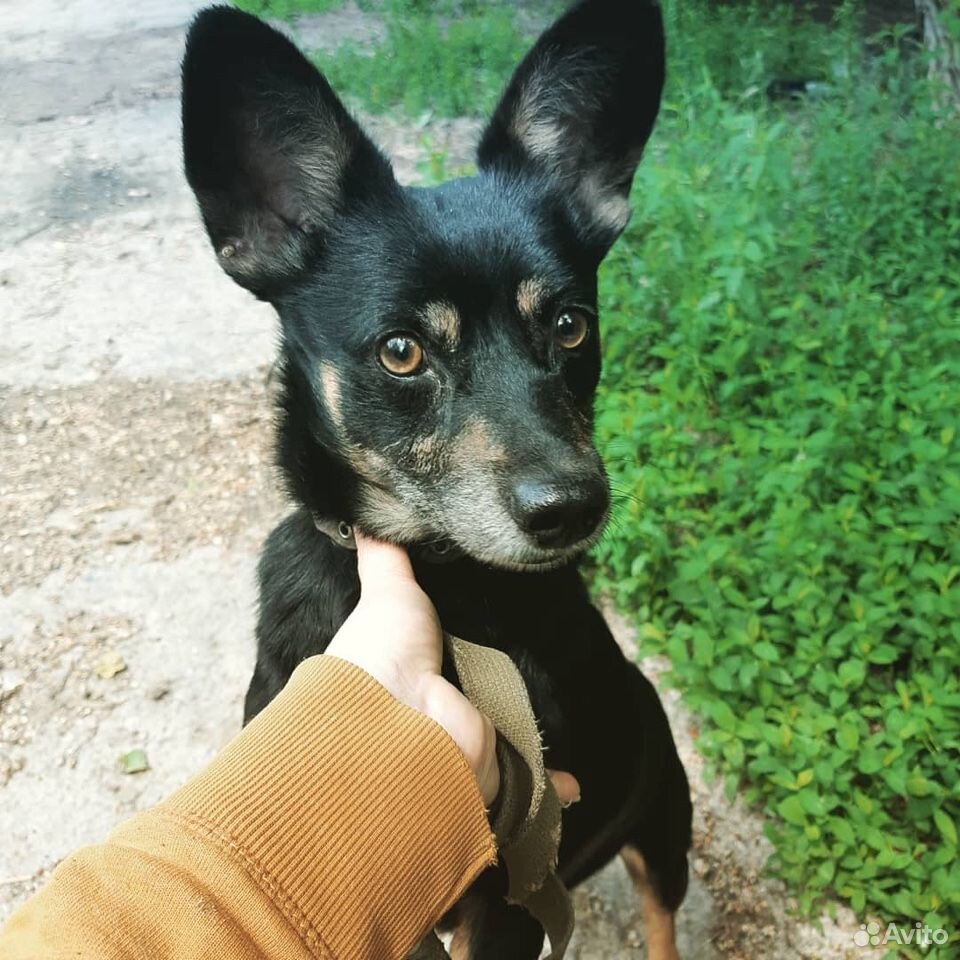 Малыш, небольшой пёс, добрые руки