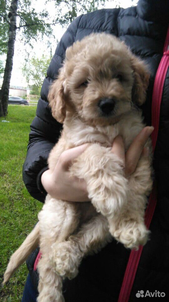 Мальтипу мальчик рыже-абриксовый