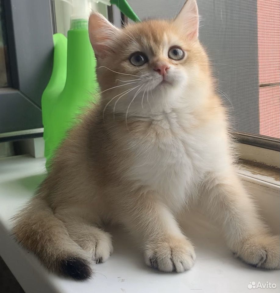 Мурчащие плюшки от Чемпионов