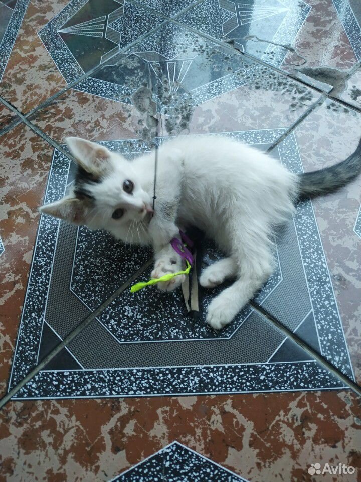 Кот