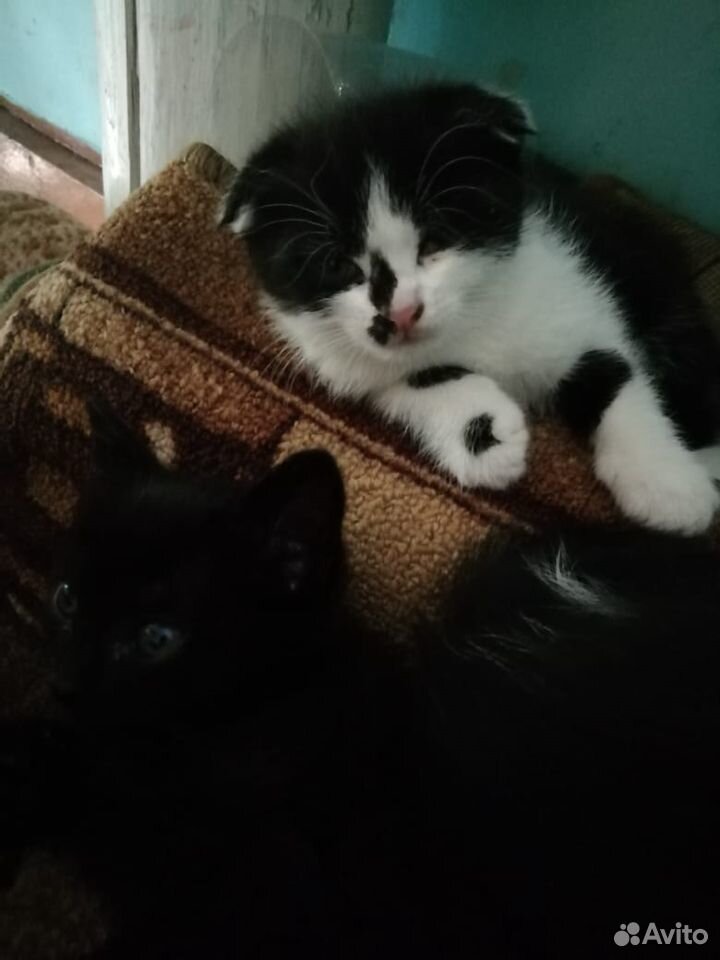 Котята вислоухие и обычные