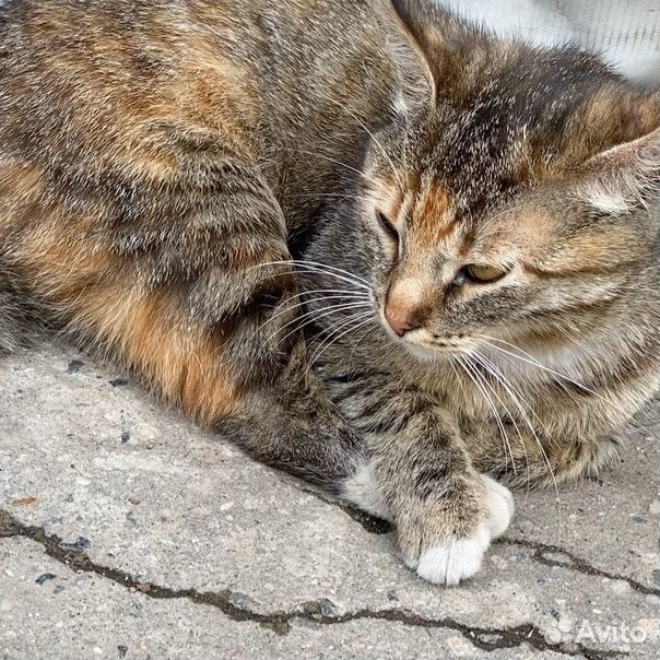 Кошь с парковки
