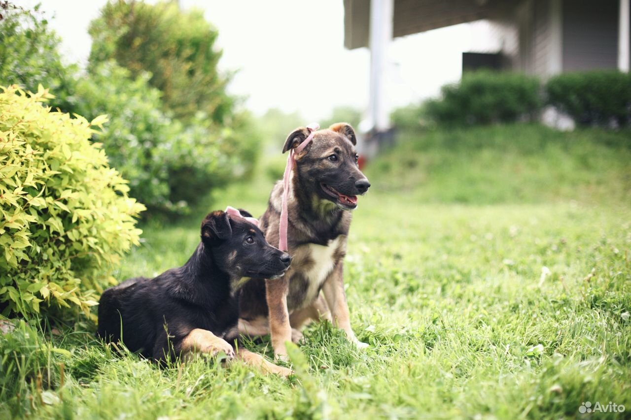 Щенятки в добрые руки