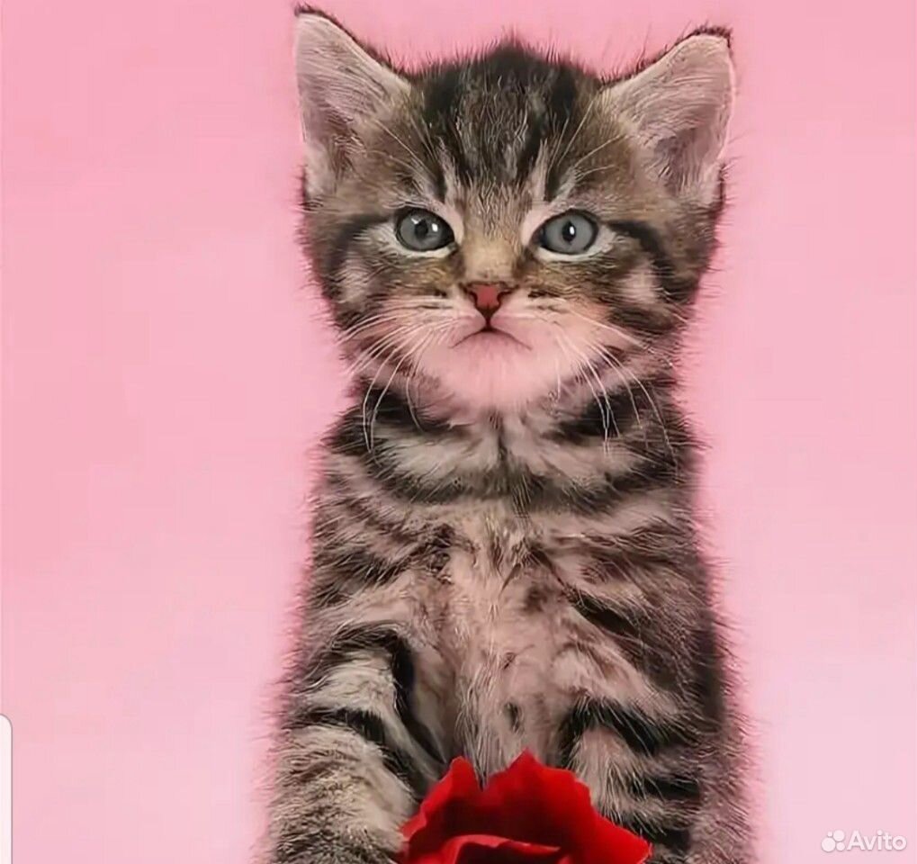 Заберите малыша домой