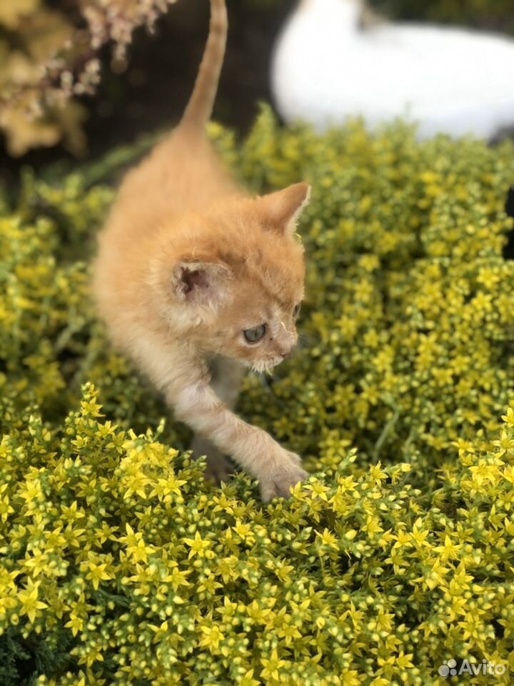 В дар Голубоглазое рыжее счастье) мальчик, два мес