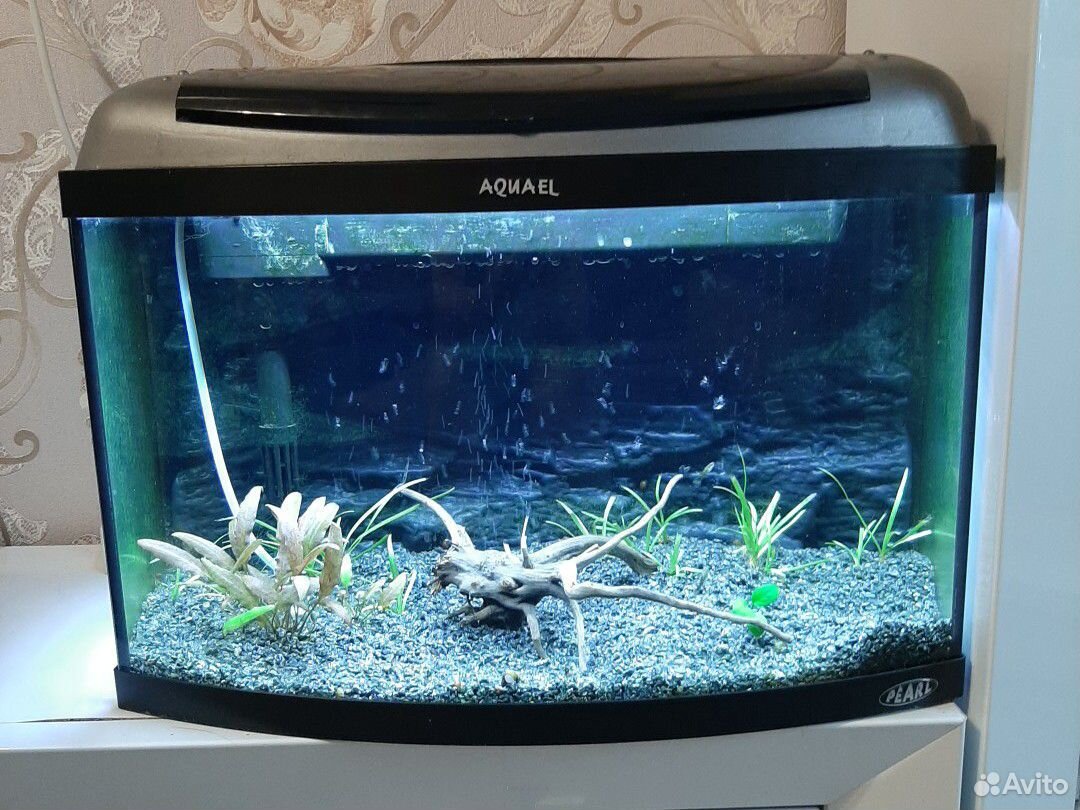 Аквариум со всем содержимым