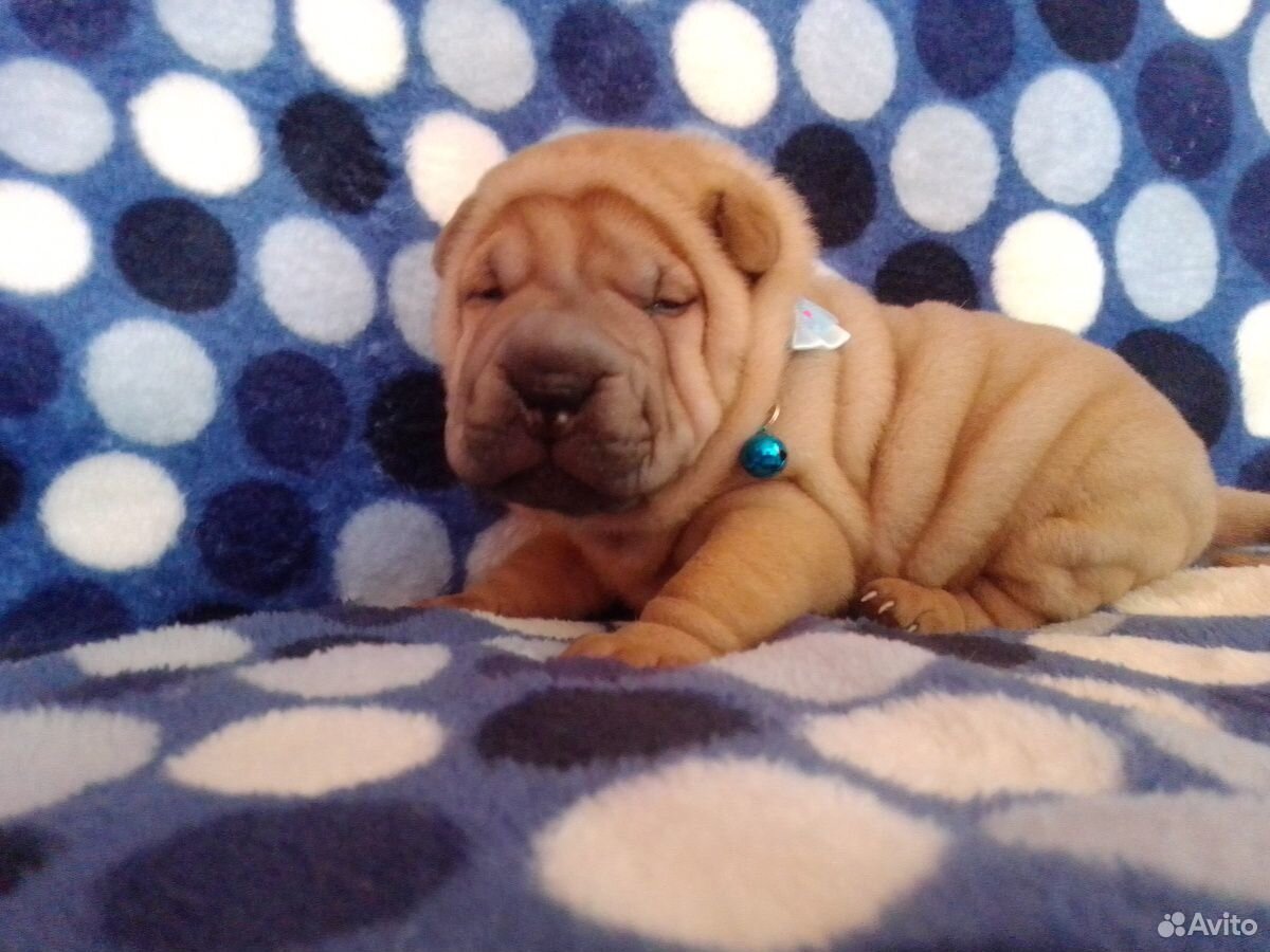 Плюшевые малыши шарпей