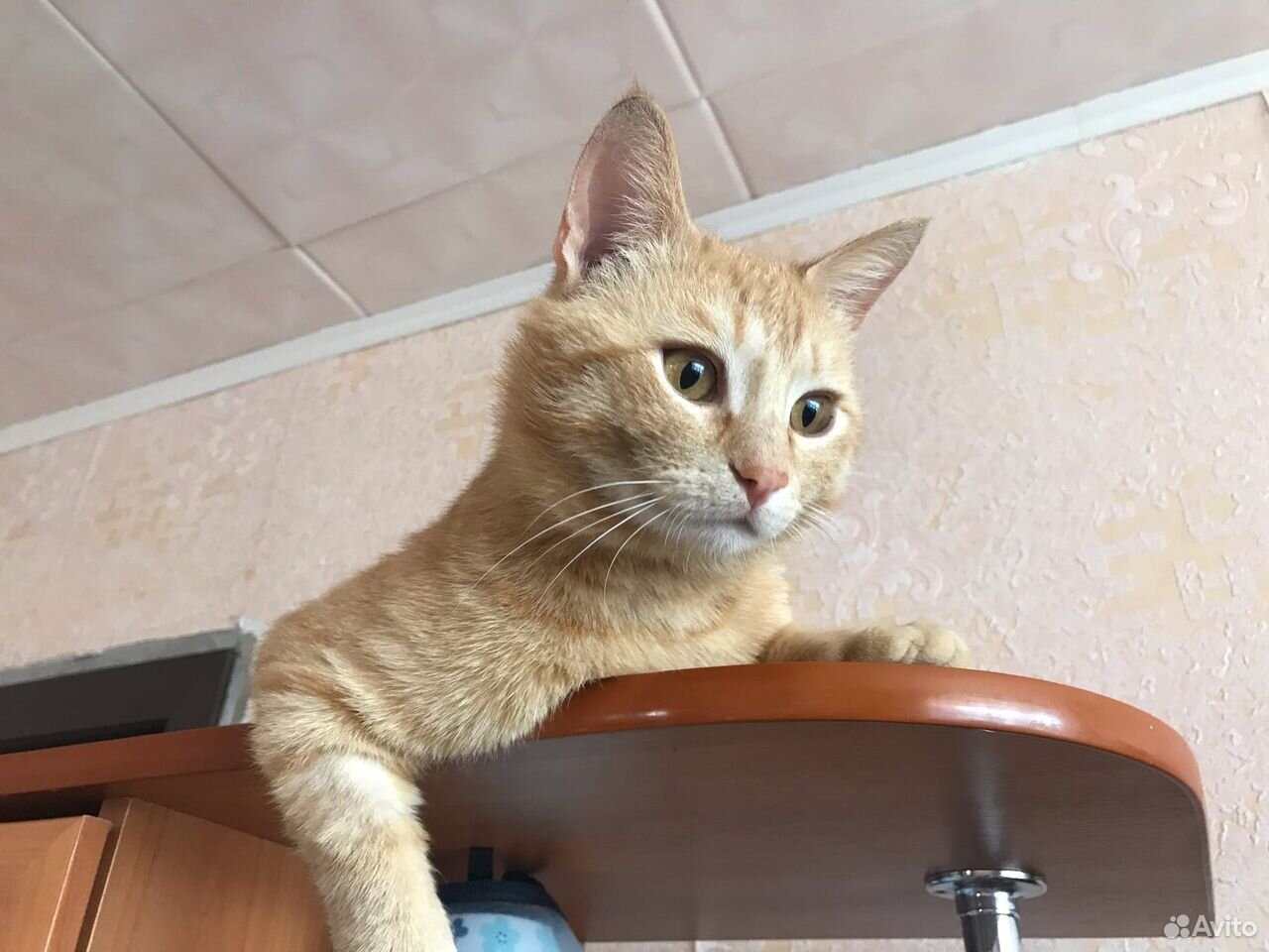 Солнечный брутальный Кот Тихон - ищет дом