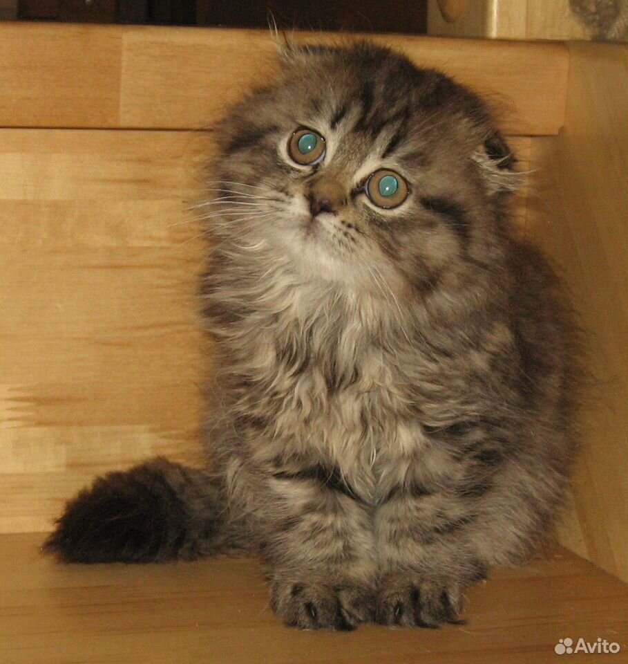 Хайленд-страйт, длинношерстная нежнейшая шотландка